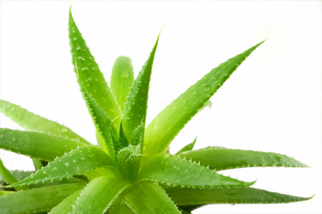 18 benefícios desconhecidos da Aloe Vera (Babosa) pra sua saúde - Viva ...
