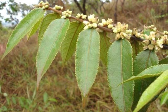 Guaçatonga: para que serve e como usar - Tua Saúde - Viva Com Vitalidade